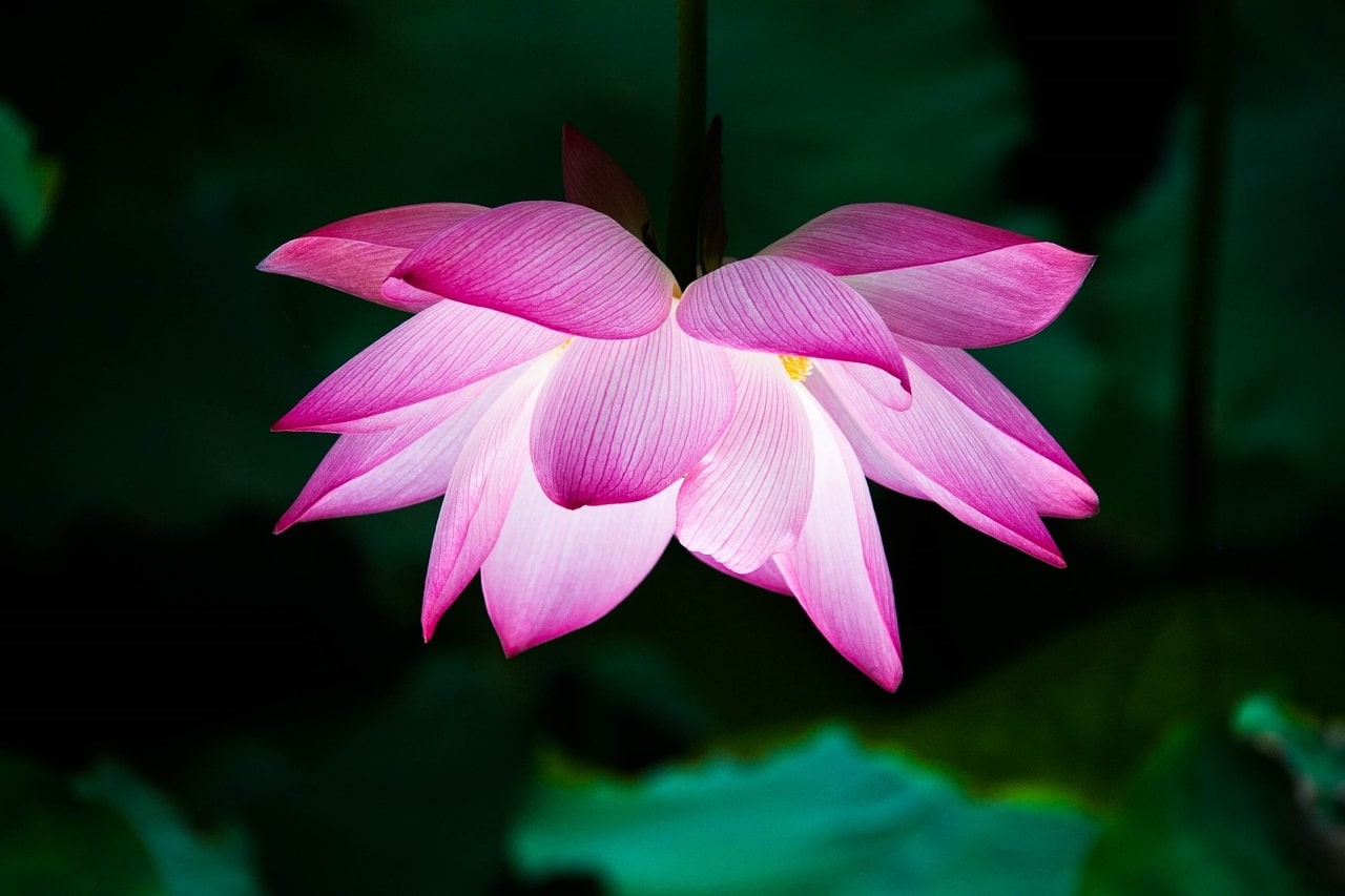 【openCV】画像のリサイズ、トリミング、回転、反転[Python] | 3PySci