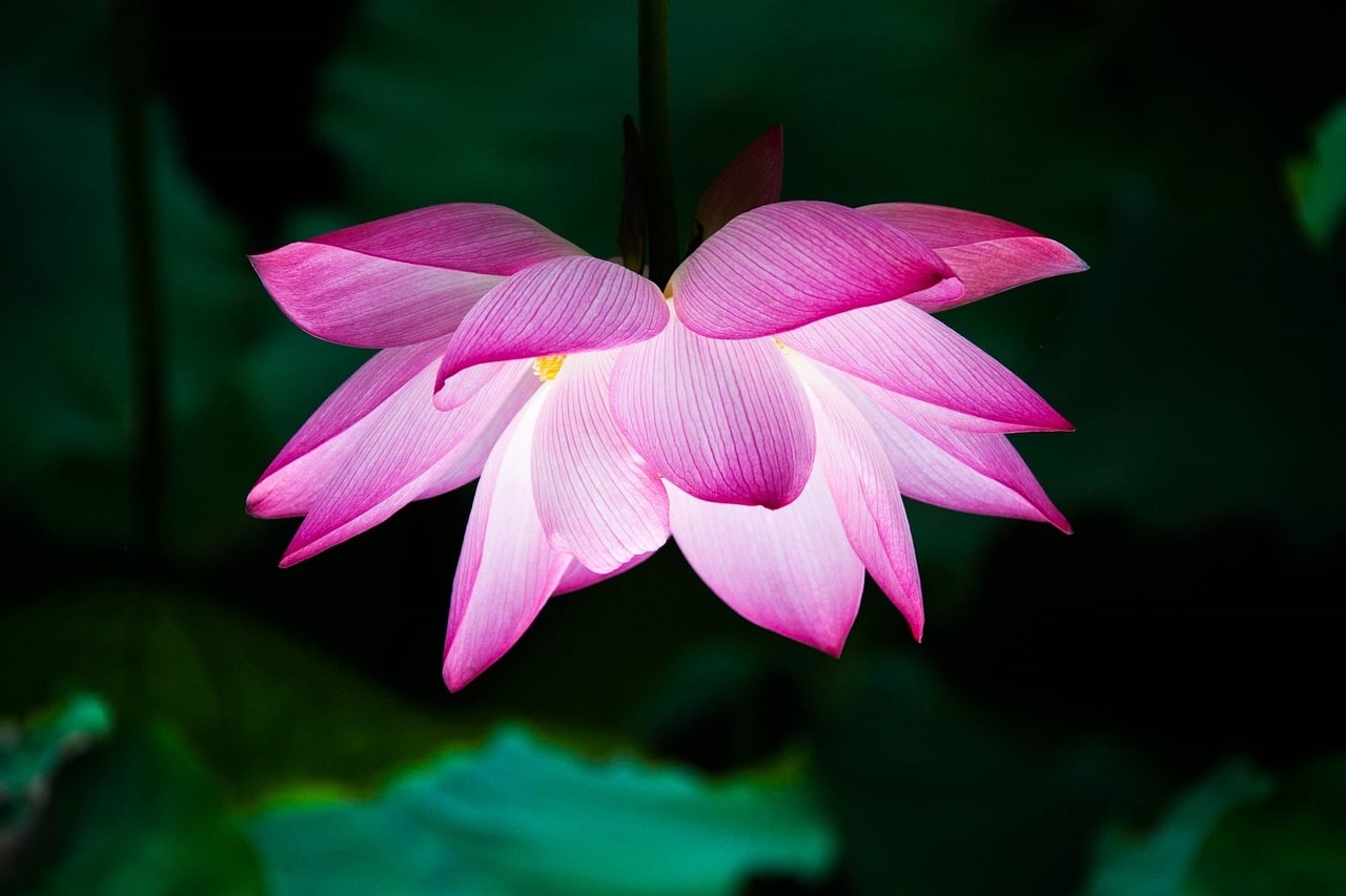 【openCV】画像のリサイズ、トリミング、回転、反転[Python] | 3PySci